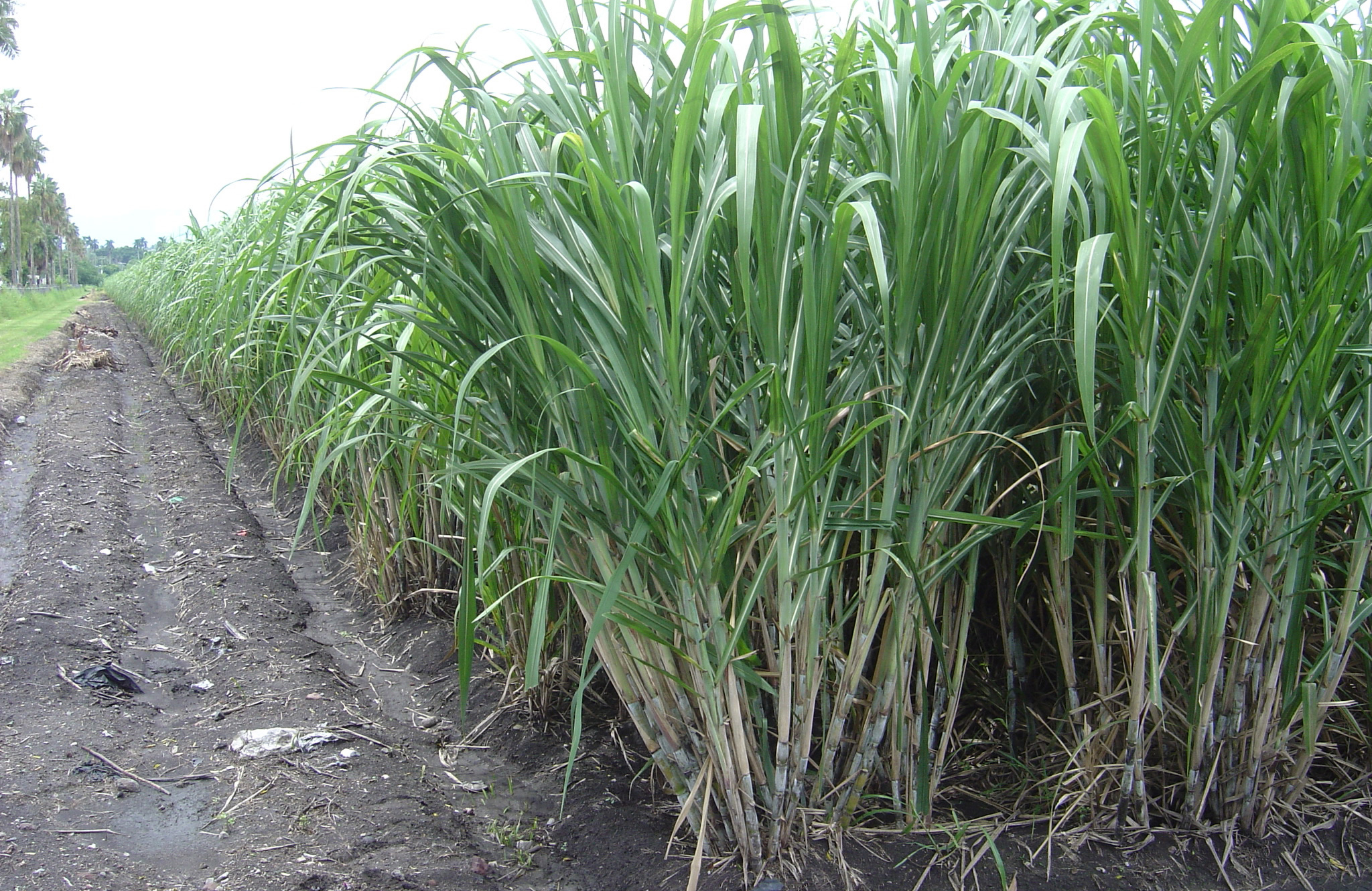 Azúcar – AgroNegociosPerú