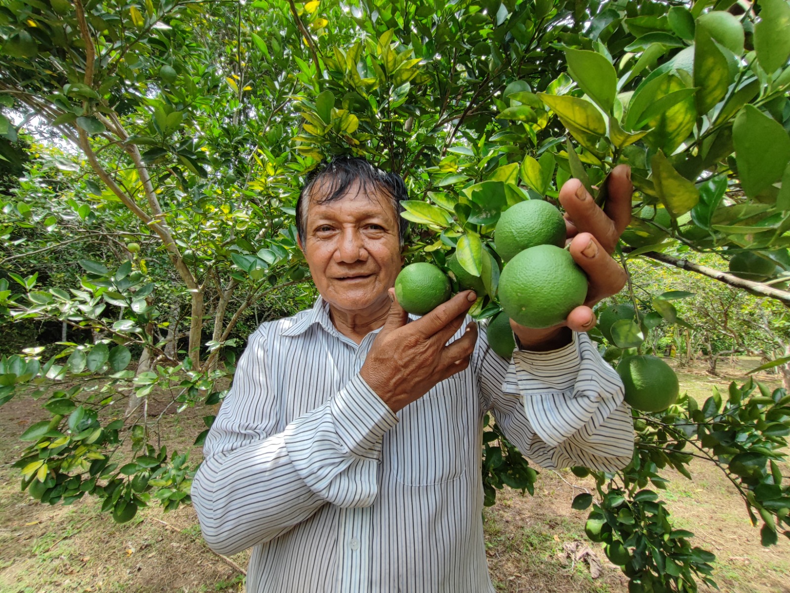 Senasa Y Productores Inician Campaña De Exportación De Cítricos En 6